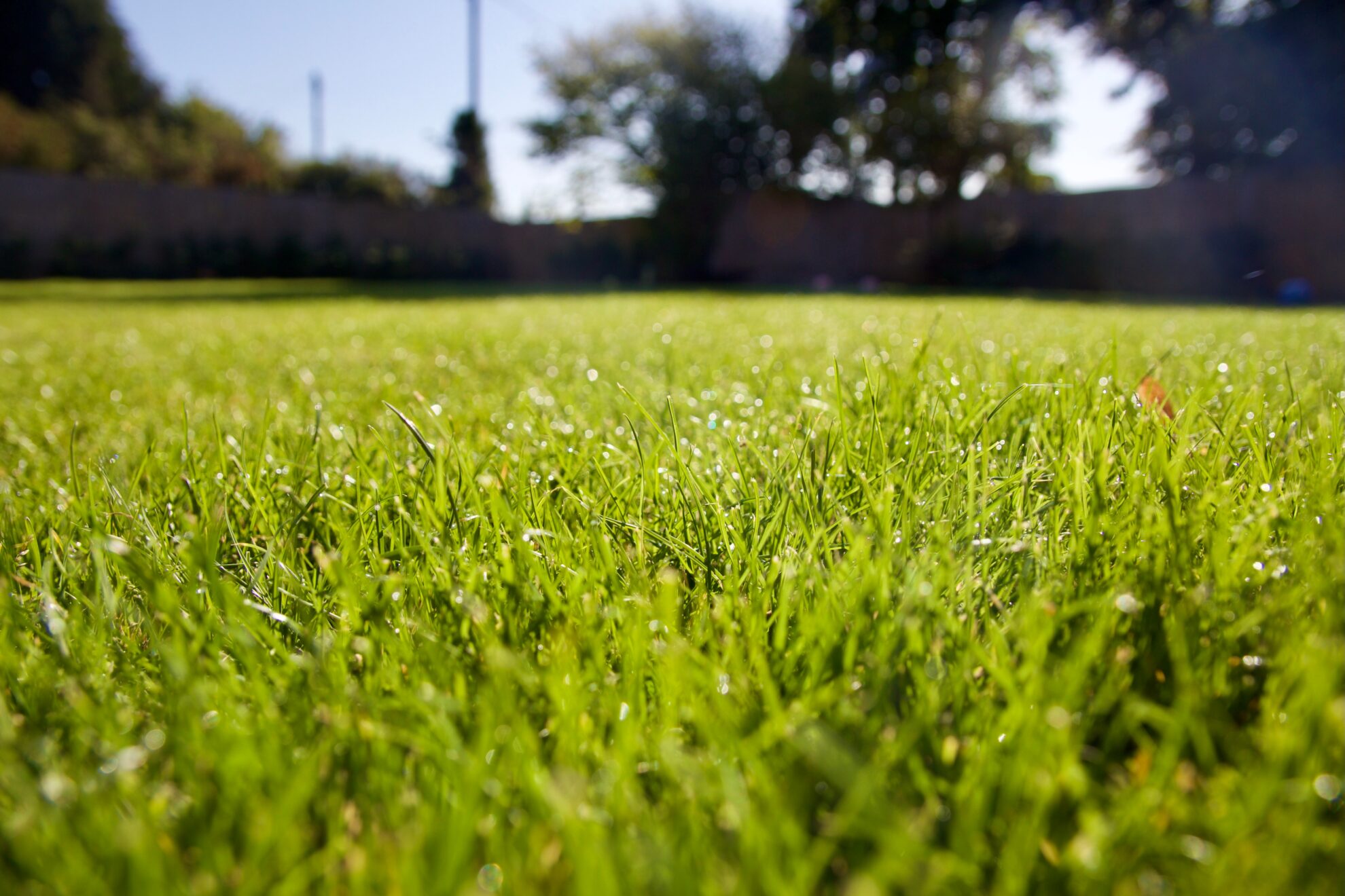 Weed Control – Peach State Turf Care